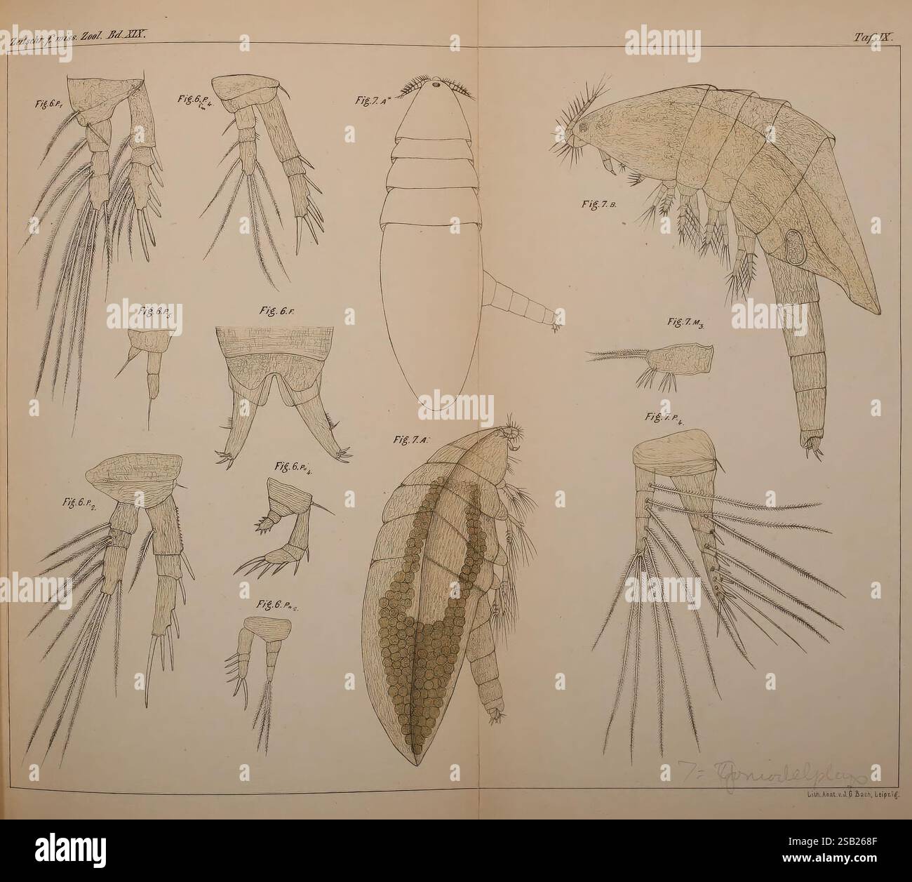 Beiträge zur Kenntniss der innerhalb der Ascidien lebenden ...
