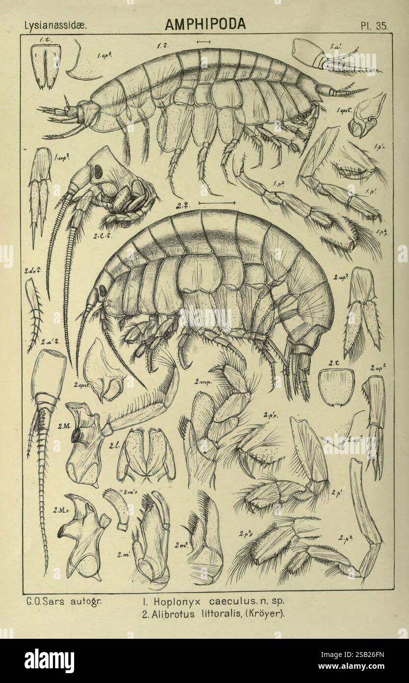 Ein Bericht über die Crustacea of Norway Amphipoda Plates, Christiania ...