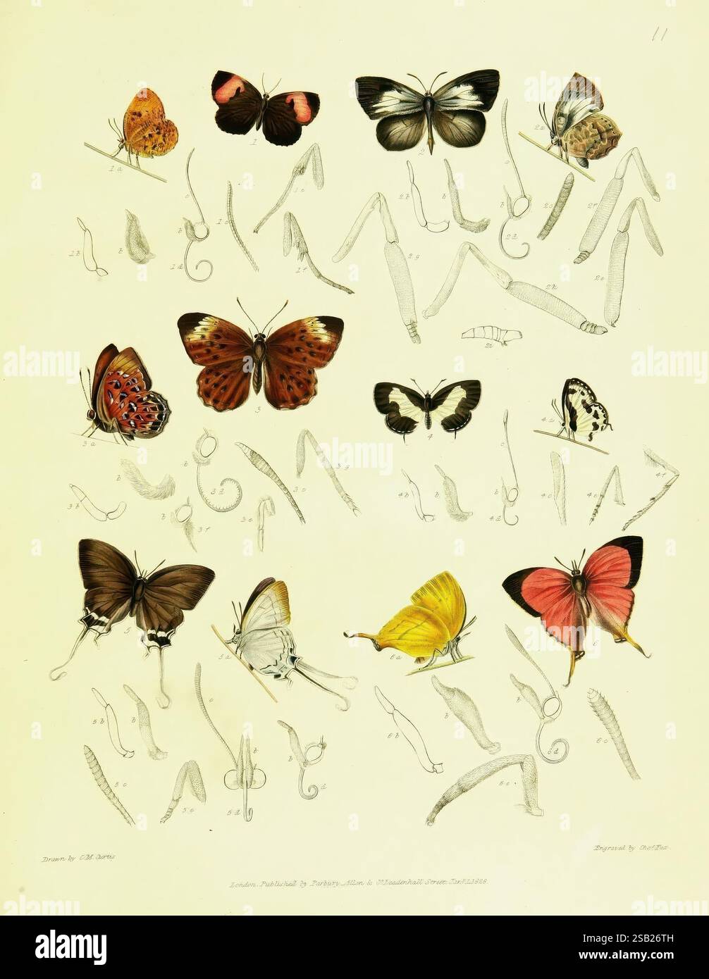 Petavia sakuni -Fotos und -Bildmaterial in hoher Auflösung – Alamy