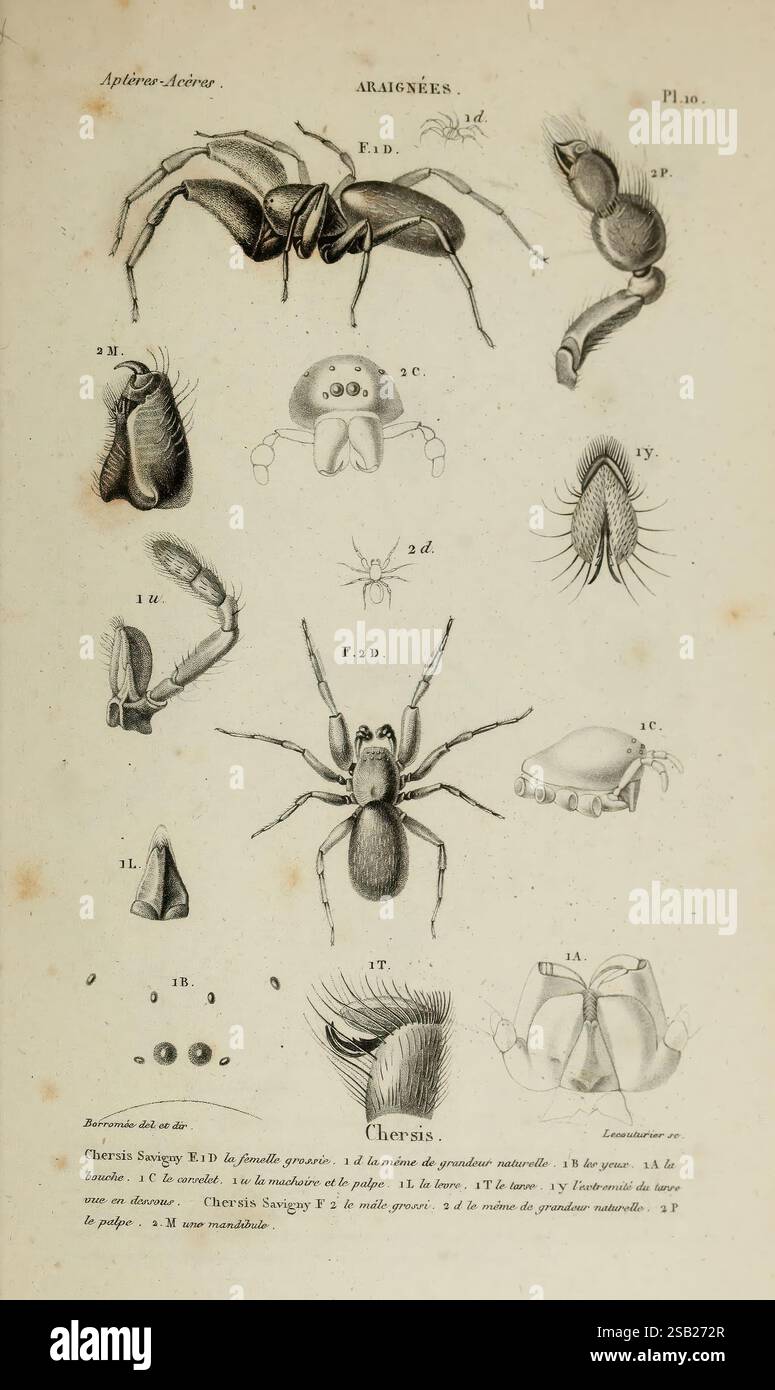 Histoire naturelle des Insectes. Aptères. Paris, Librairie ...