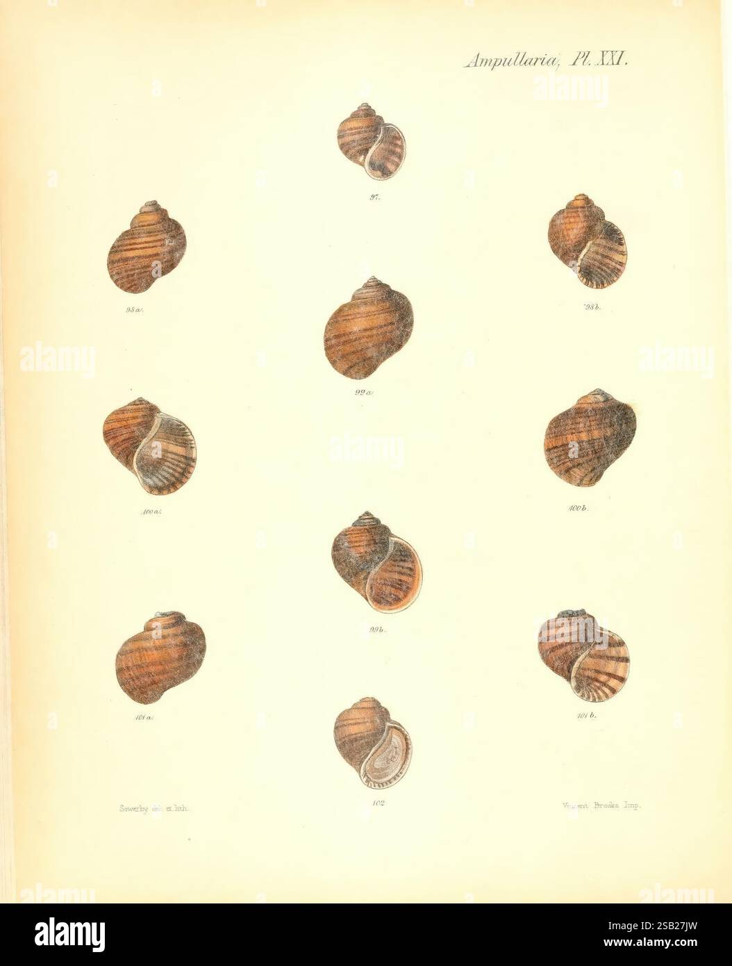 Conchologia Iconica oder Illustrations of the Shells of Molluscous ...