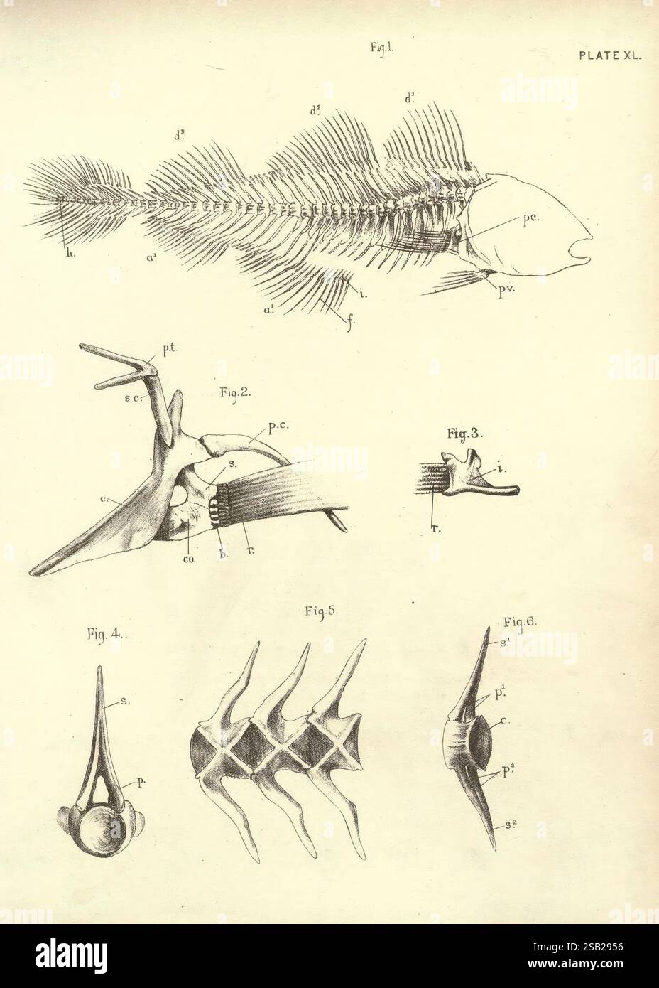 Illustrationen zur Zoologie: Wirbellose, Wirbeltiere Edinburgh Y.J ...
