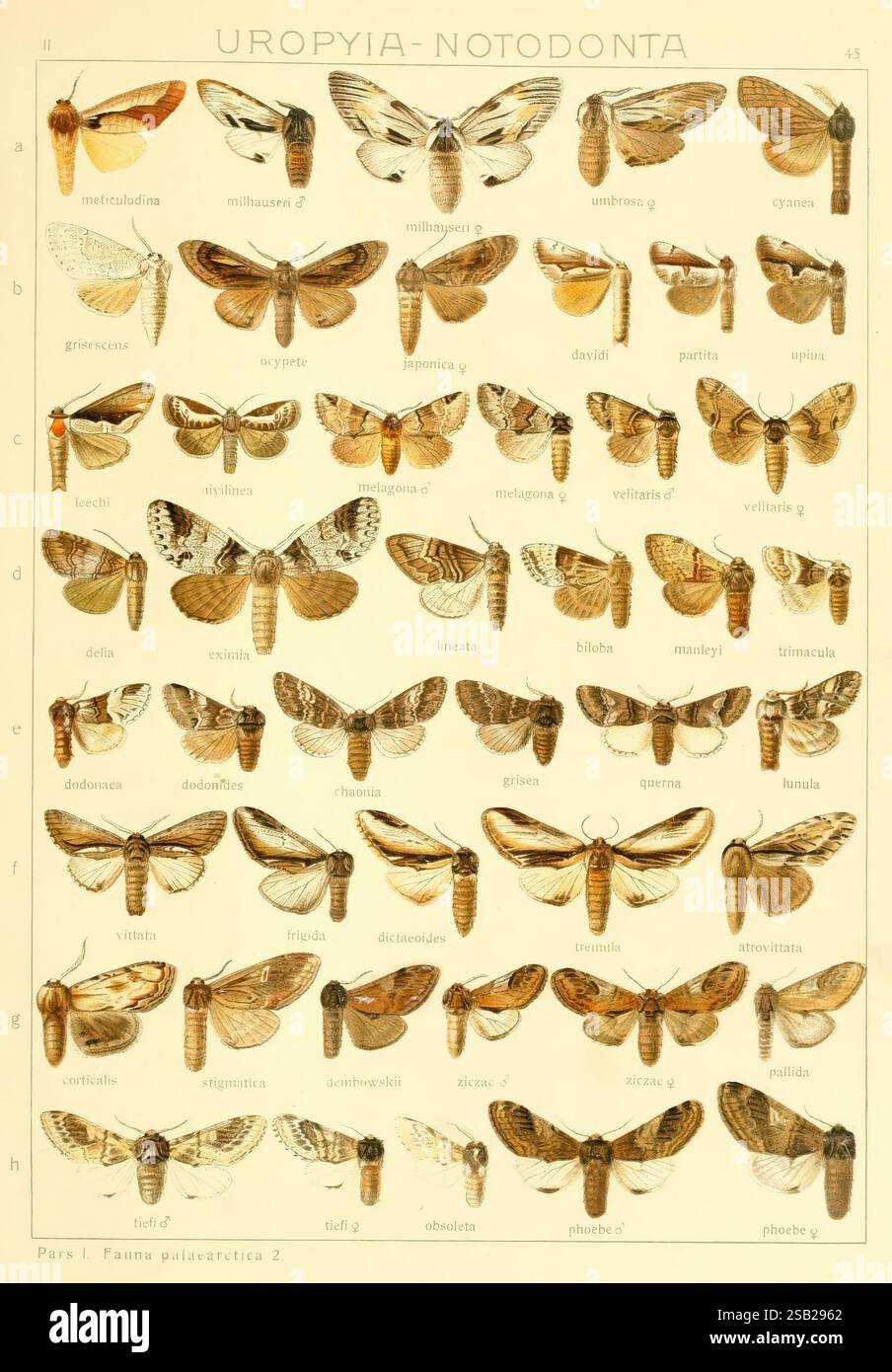 Die, Gross-Schmetterlinge, der, Erde, Stuttgart, Alfred, Kernen, 1909 ...