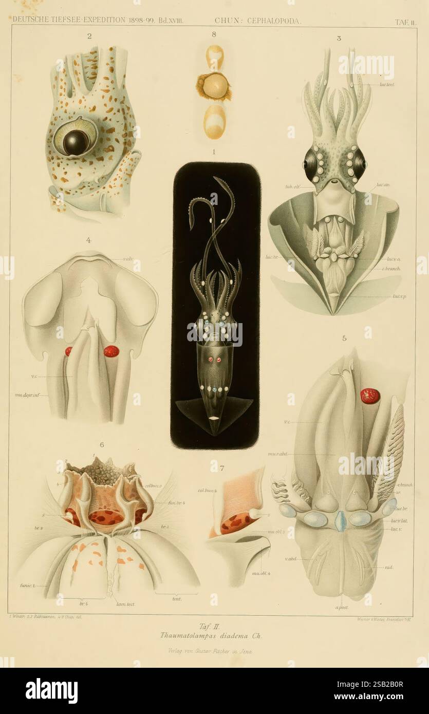 Die Cephalopoden, Bd.. 18, T.1 Atlas, Jena, G. Fischer, 1910-1915 ...