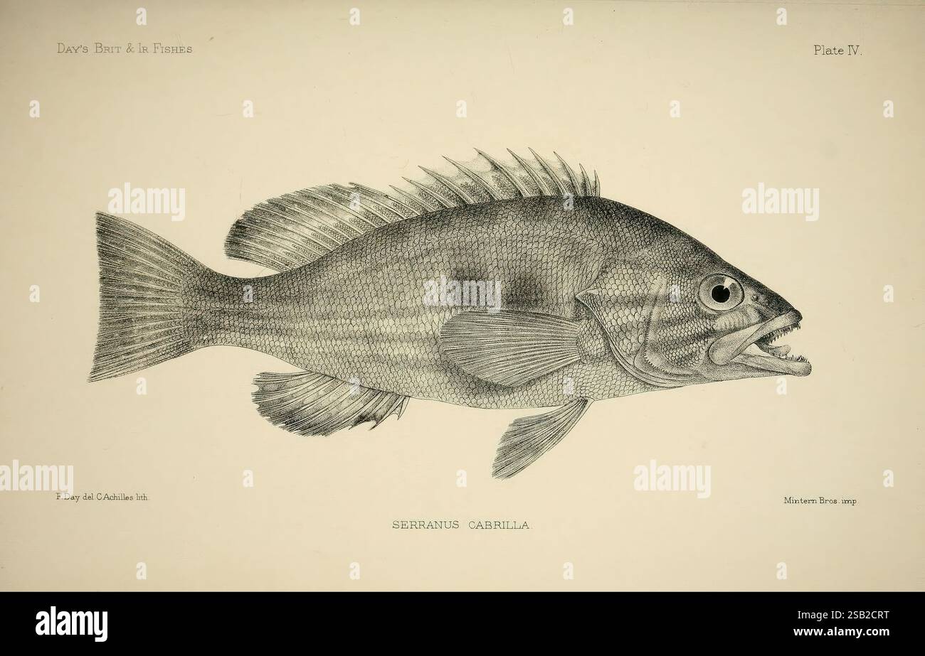 Die, FISH, von, Großbritannien und Irland, Edinburgh, Williams und ...
