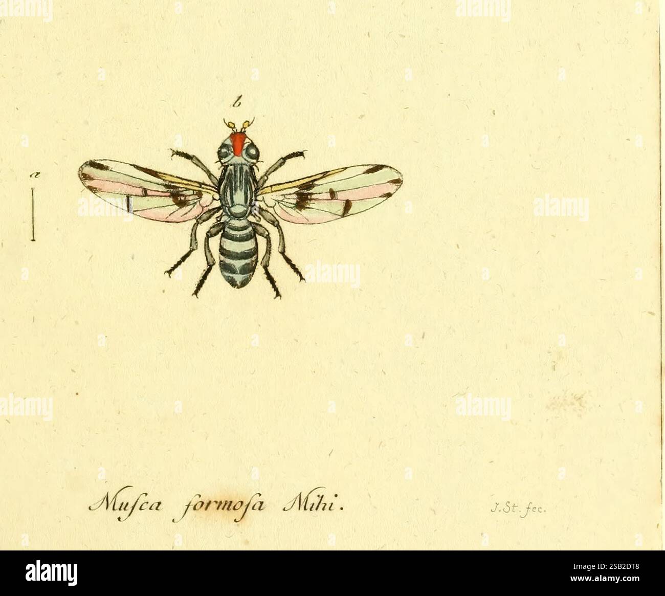 Fauna Germanica, Diptera, Nürnberg?, s.n, zwischen 1793 und 1805 ...