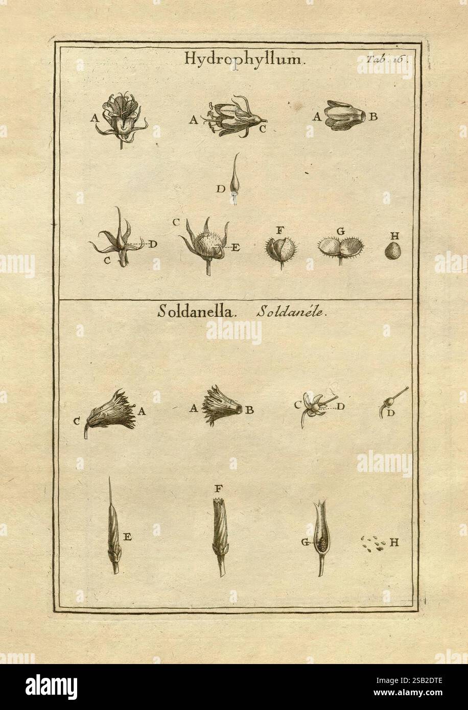 Joseph Pitton de Tournefort, Institutiones rei herbariae, Parisiis, E Typographia Regia, 1700 ...