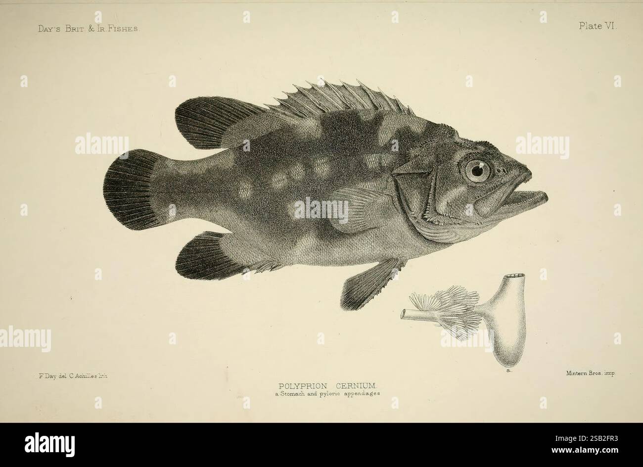 Spezifische anatomische struktur -Fotos und -Bildmaterial in hoher ...