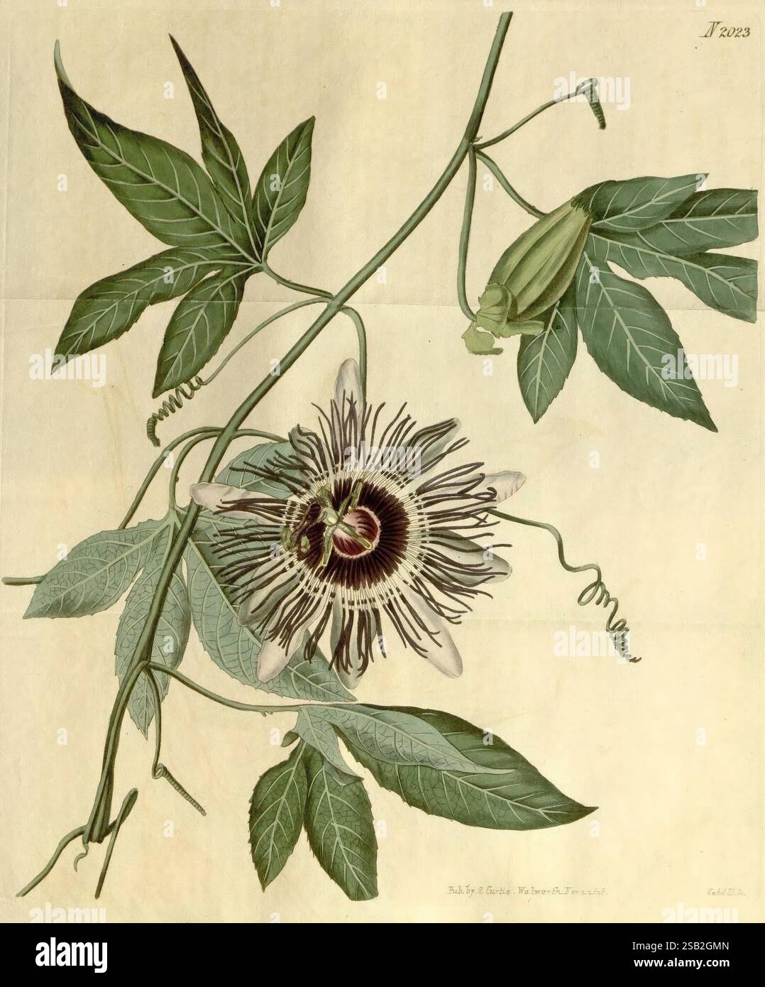 Familie passifloraceae brasilien john curtis -Fotos und -Bildmaterial ...