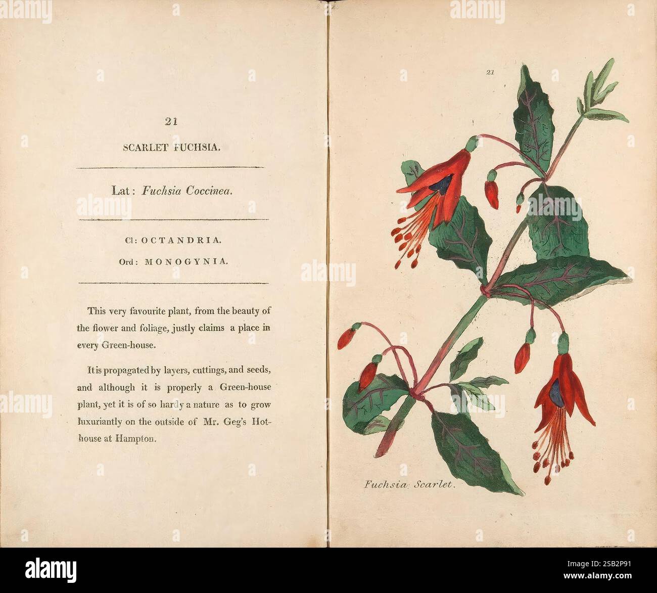 Fünfzig Teller mit Gewächshauspflanzen, gezeichnet und coloriert aus der Natur, London, gedruckt ...