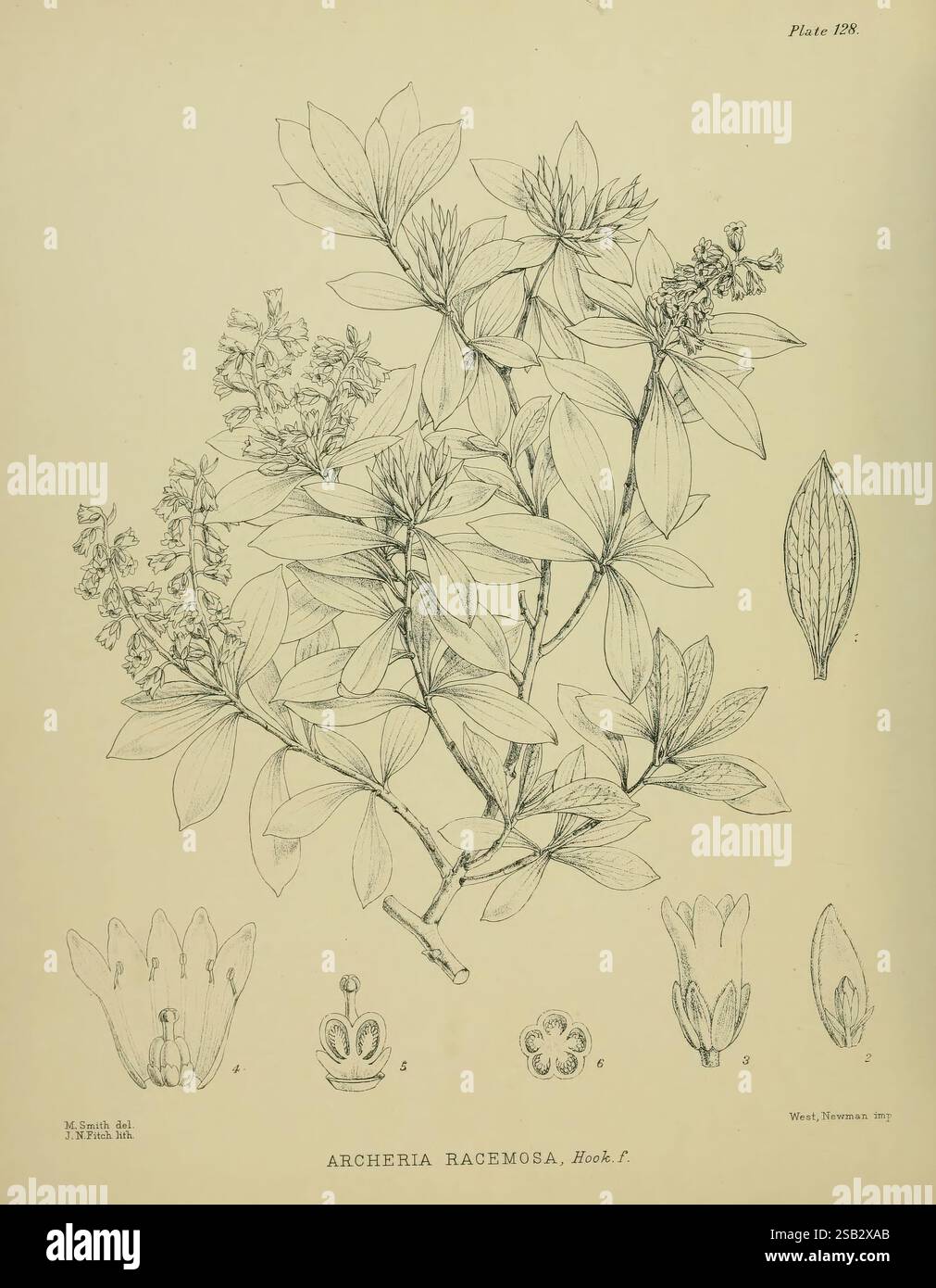 Illustrationen der neuseeländischen Flora Wellington John Mackay Govt ...