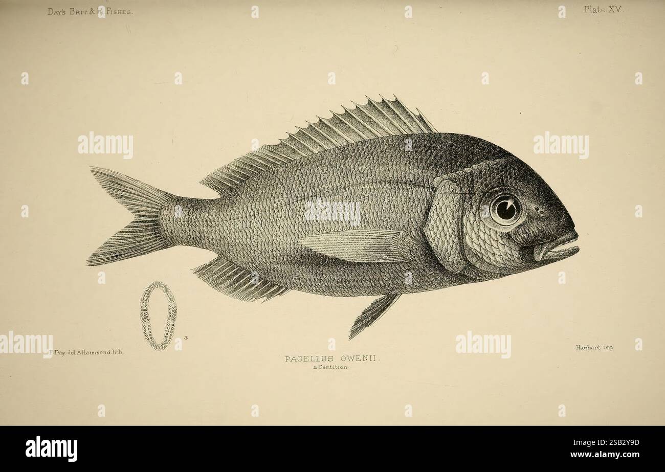 Die, FISH, von, Großbritannien und Irland, Edinburgh, Williams und ...