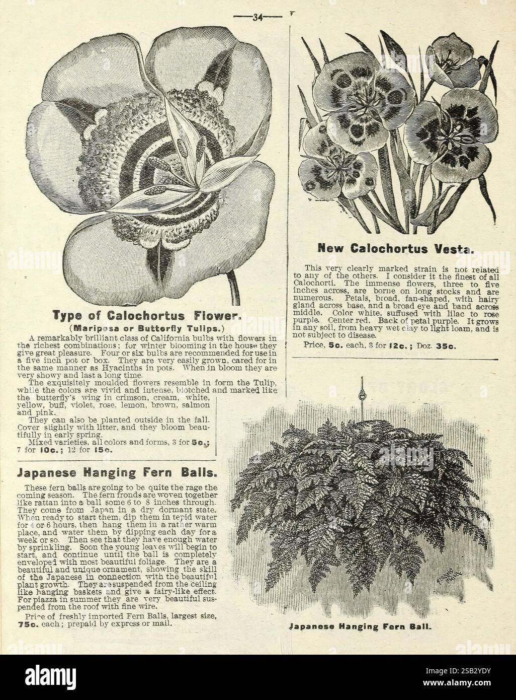 Blumen, Floral Park, N.. Y, Miss Mary E. Martin, 1900, Blumen, Farn, Samen, Kataloge ...