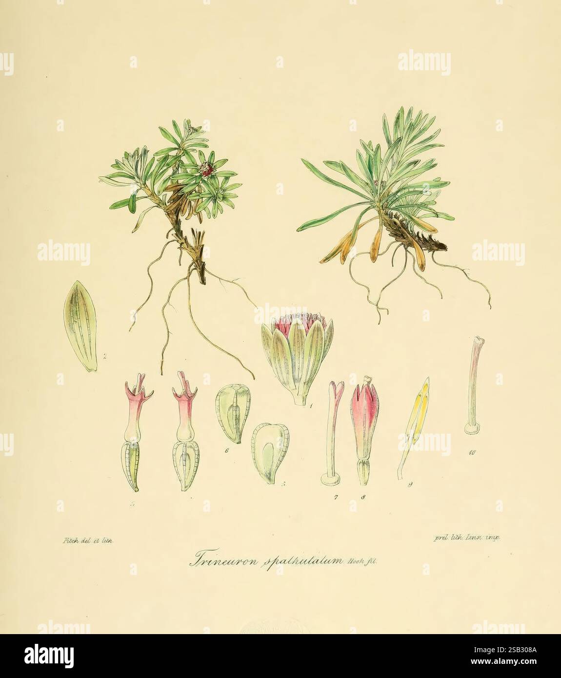 Die Botanik der antarktischen Reise der H.M. Entdeckungsschiffe Erebus ...