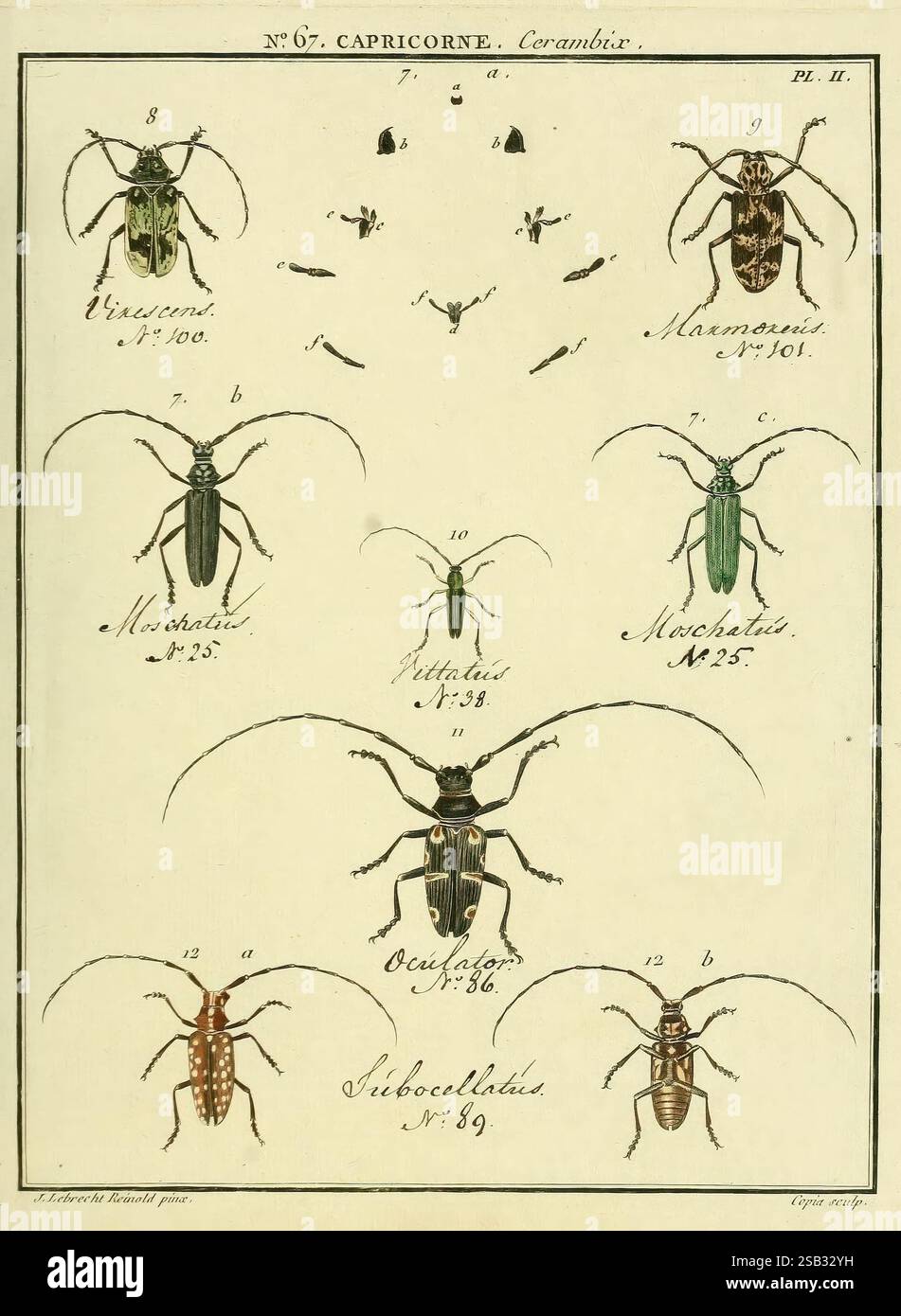 Entomologie, ou, Histoire naturelle des Insectes, A Paris, de l ...