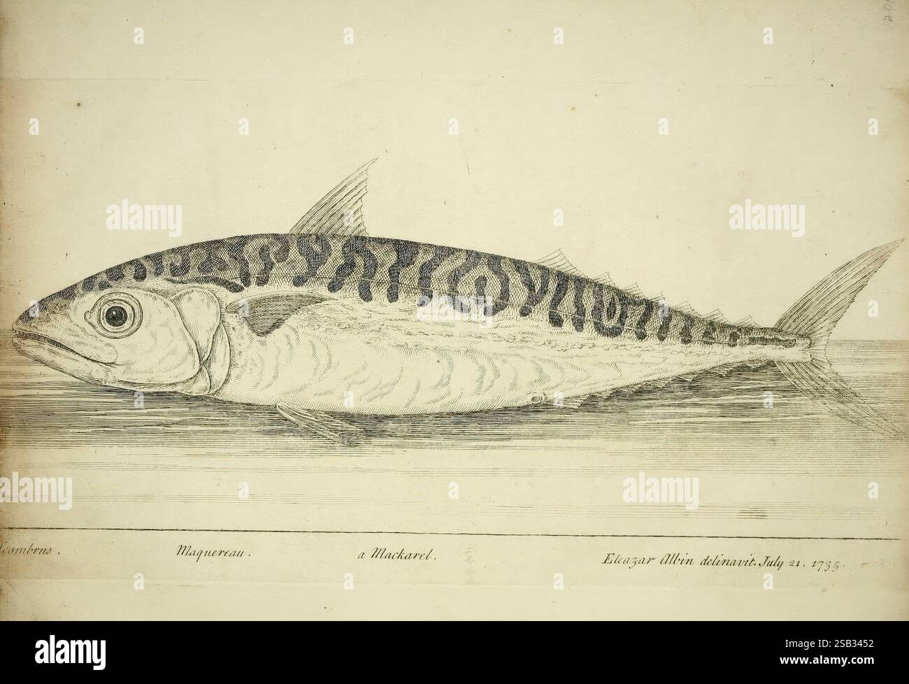 The History of Escculent Fish London, gedruckt für Edward Jeffery ...