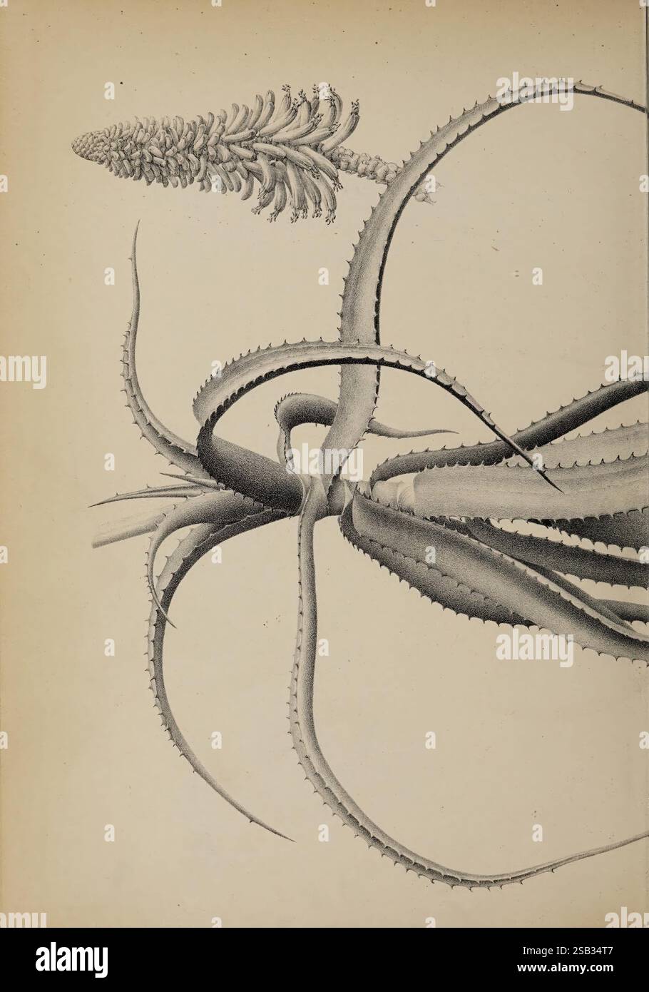 Taxonomie der aloe mesembryanthemum und der aloe africana -Fotos und -Bildmaterial in hoher ...
