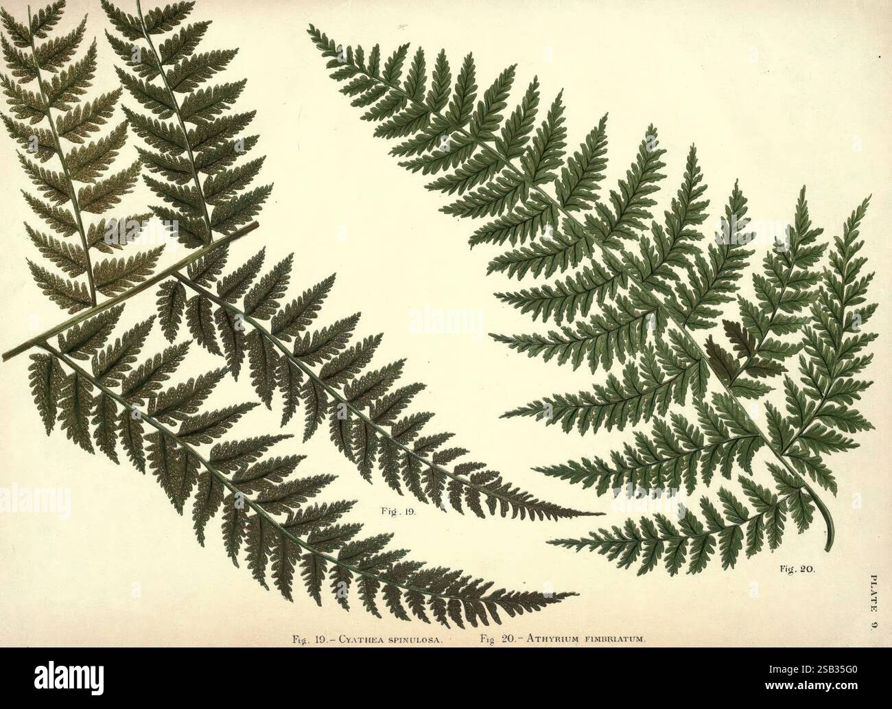 Familie athyriaceae baumfarn athyrium foliolosum indien cebaynes -Fotos ...