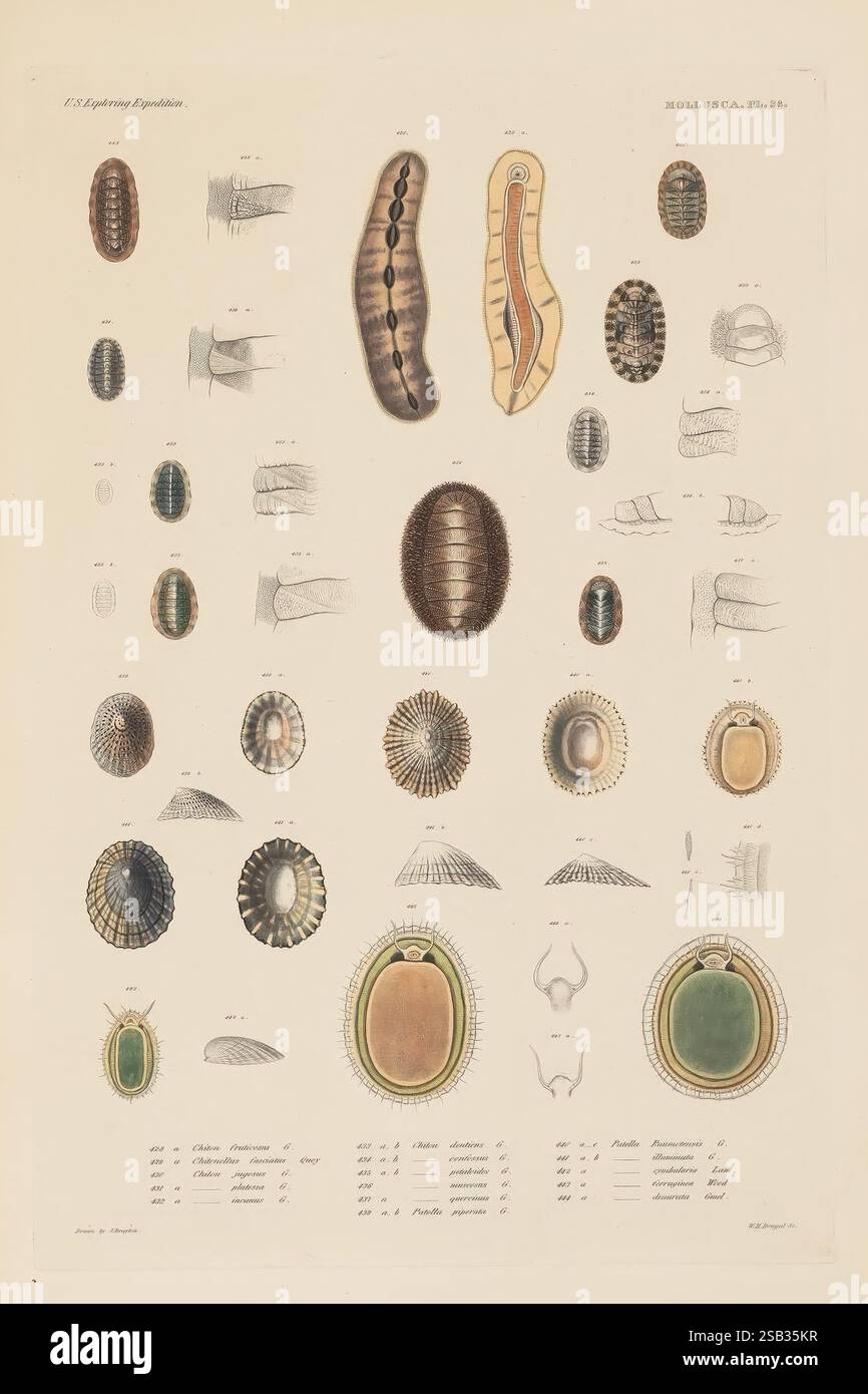 Mollusca, Muscheln, Boston, Gould, Lincoln, 1852, Mollusken, zeigt die ...