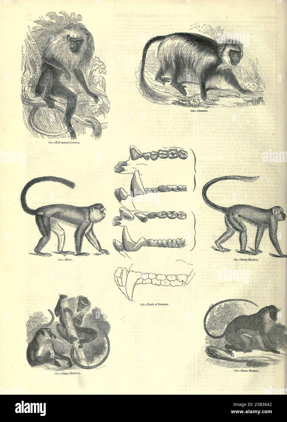 Das, Bild, Museum, von, animiert, Nature London, C. Cox, [1844 ...