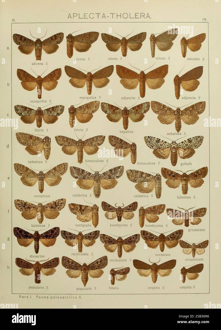 Die Makrolepidoptera der Welt, v.3, Plates Stuttgart, Seitz'schen ...