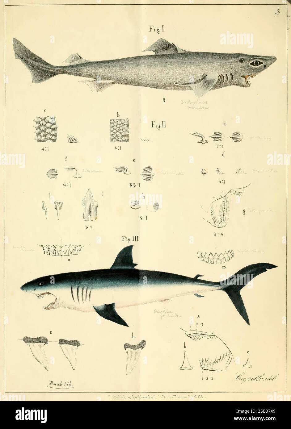 Apontamentos para ichtyologia de Portugal, Lisboa, Typographia da ...