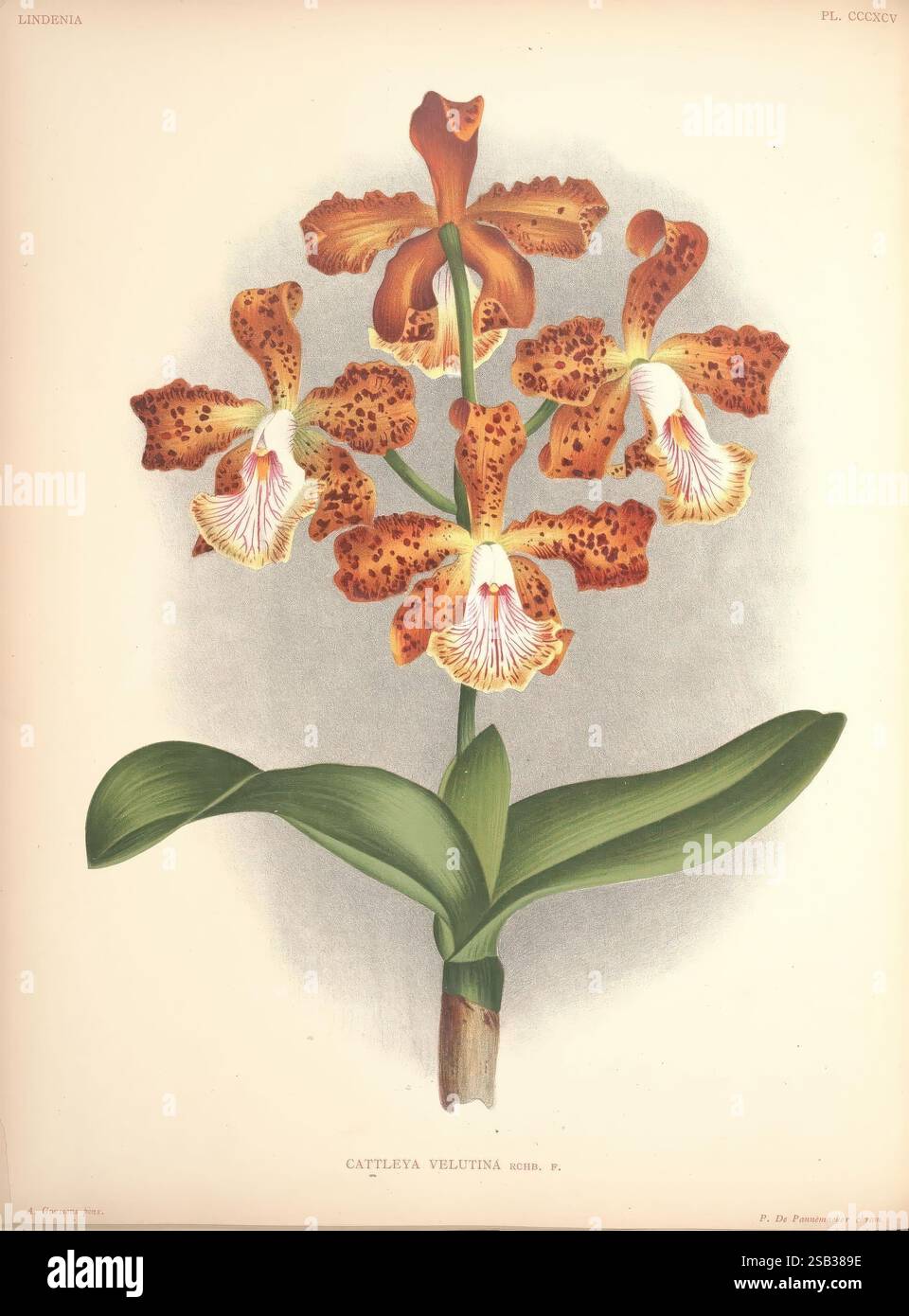 Atemberaubende cattleya -Fotos und -Bildmaterial in hoher Auflösung – Alamy