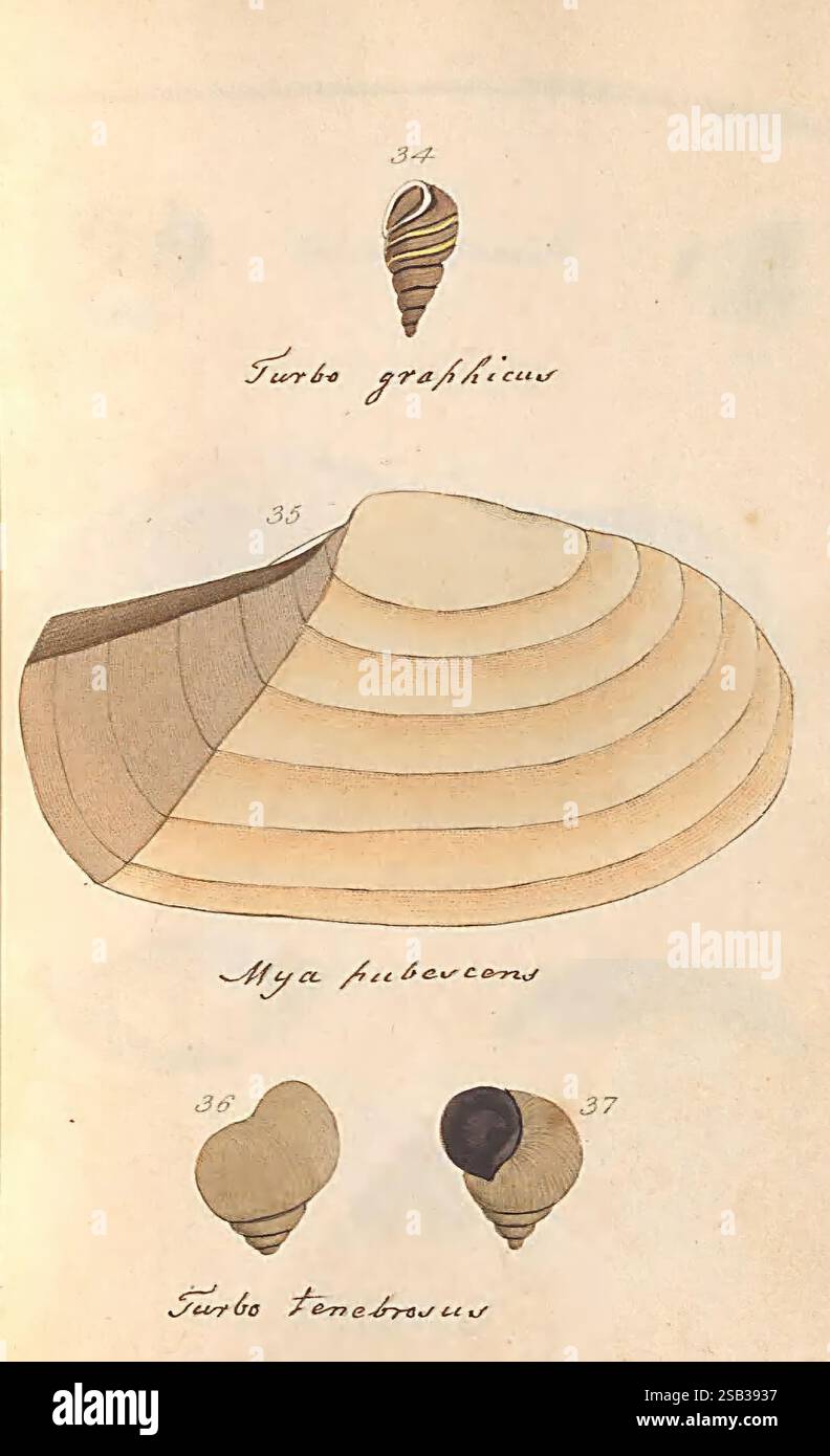 A Conchological Dictionary of the British Islands, London, John Booth, 1819. Großbritannien ...