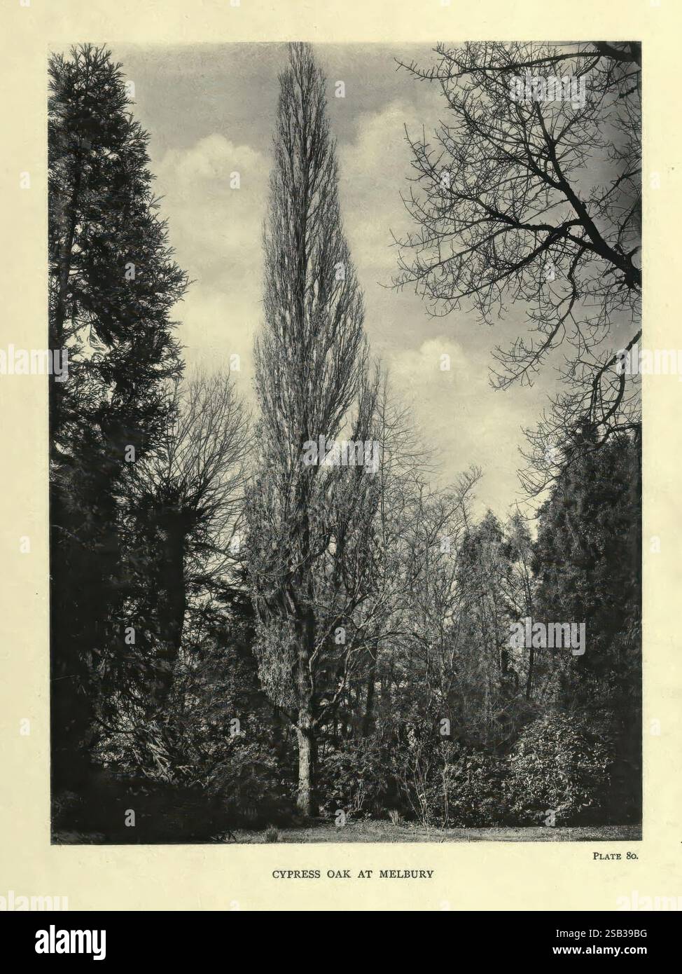 The Trees of Great Britain & Ireland, Edinburgh, Priv. Print, 1906-13 ...