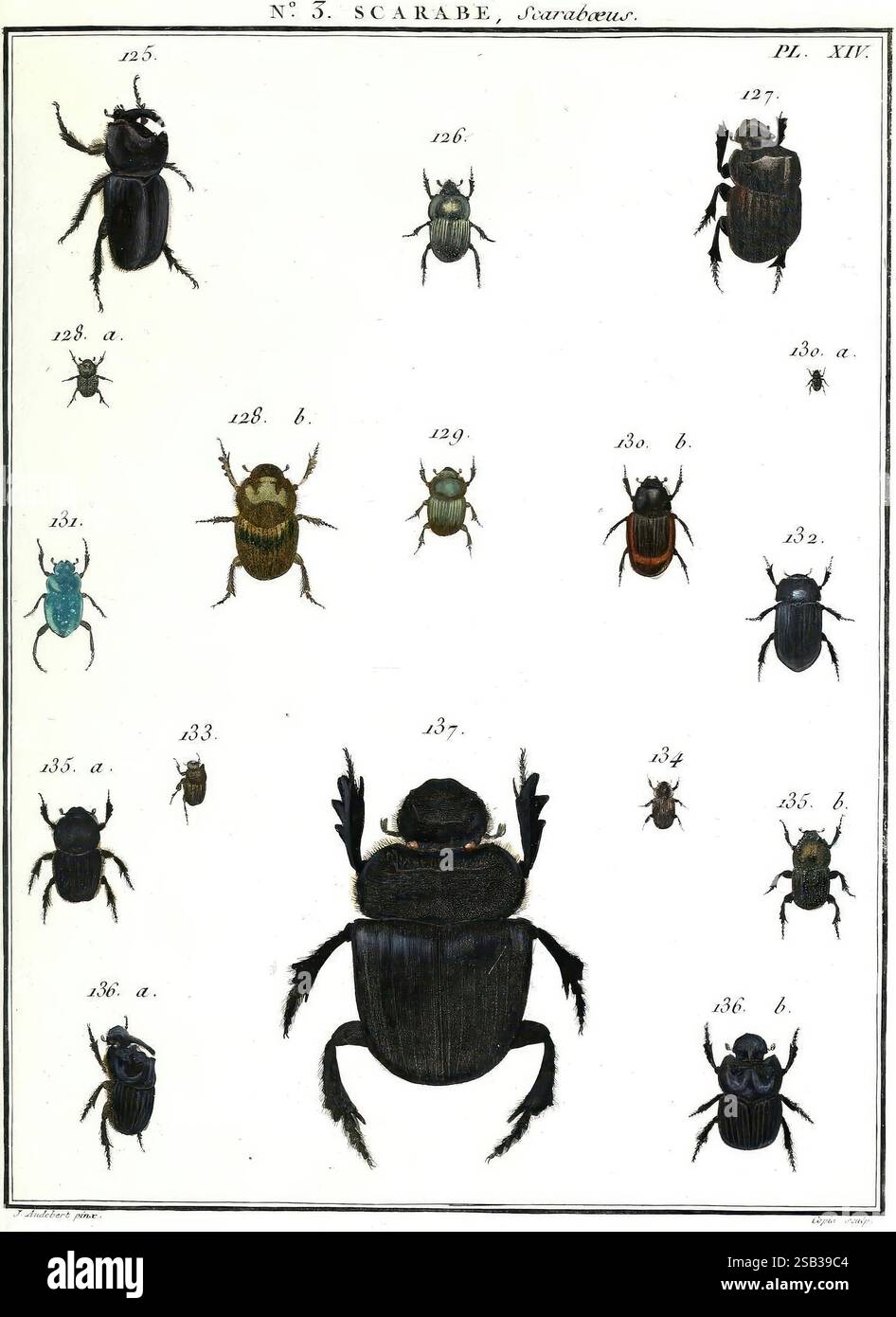 Entomologie ou Histoire naturelle des Insectes, Paris, Imp. Baudouin ...
