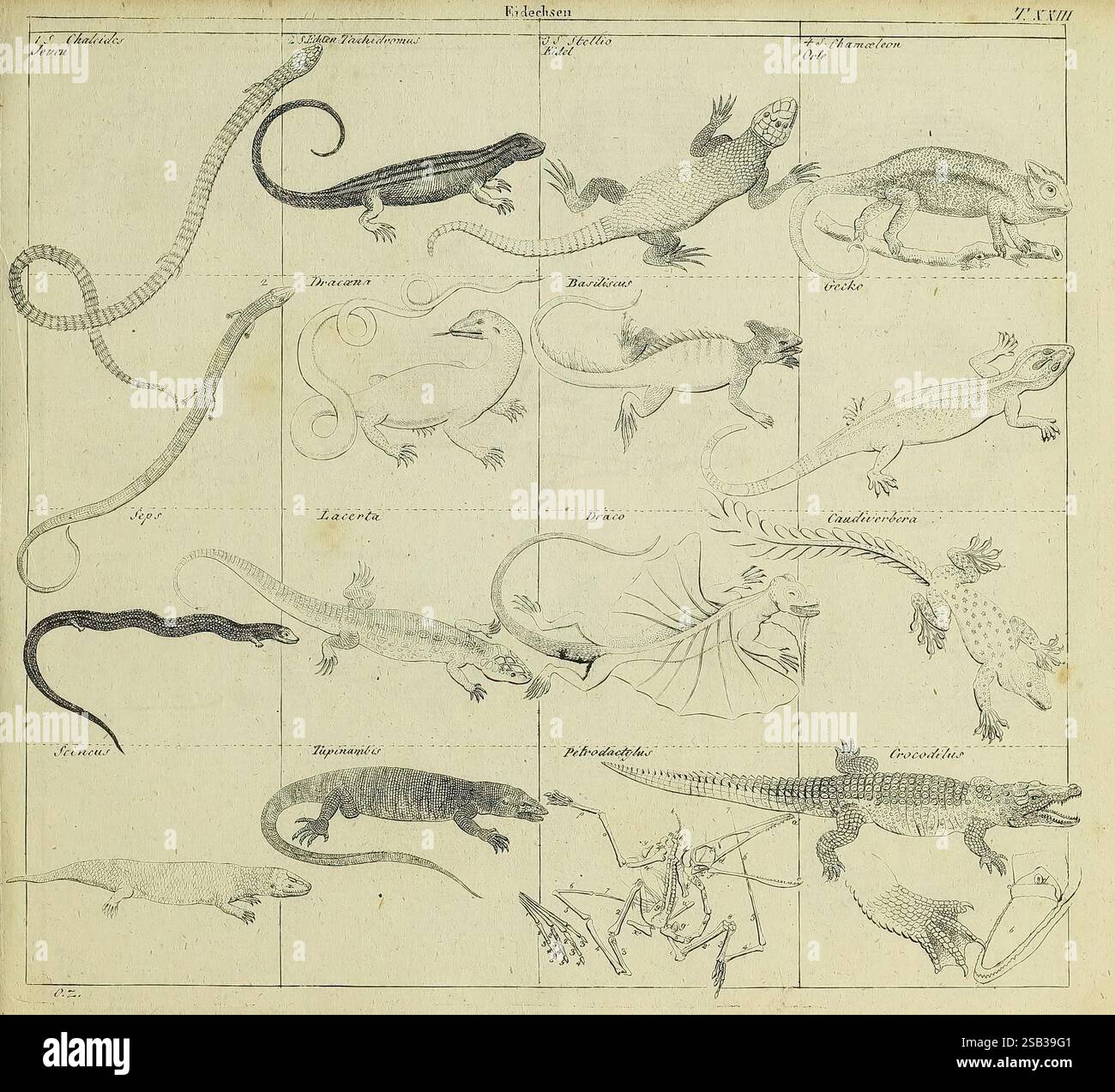 Arten von skinken -Fotos und -Bildmaterial in hoher Auflösung – Alamy