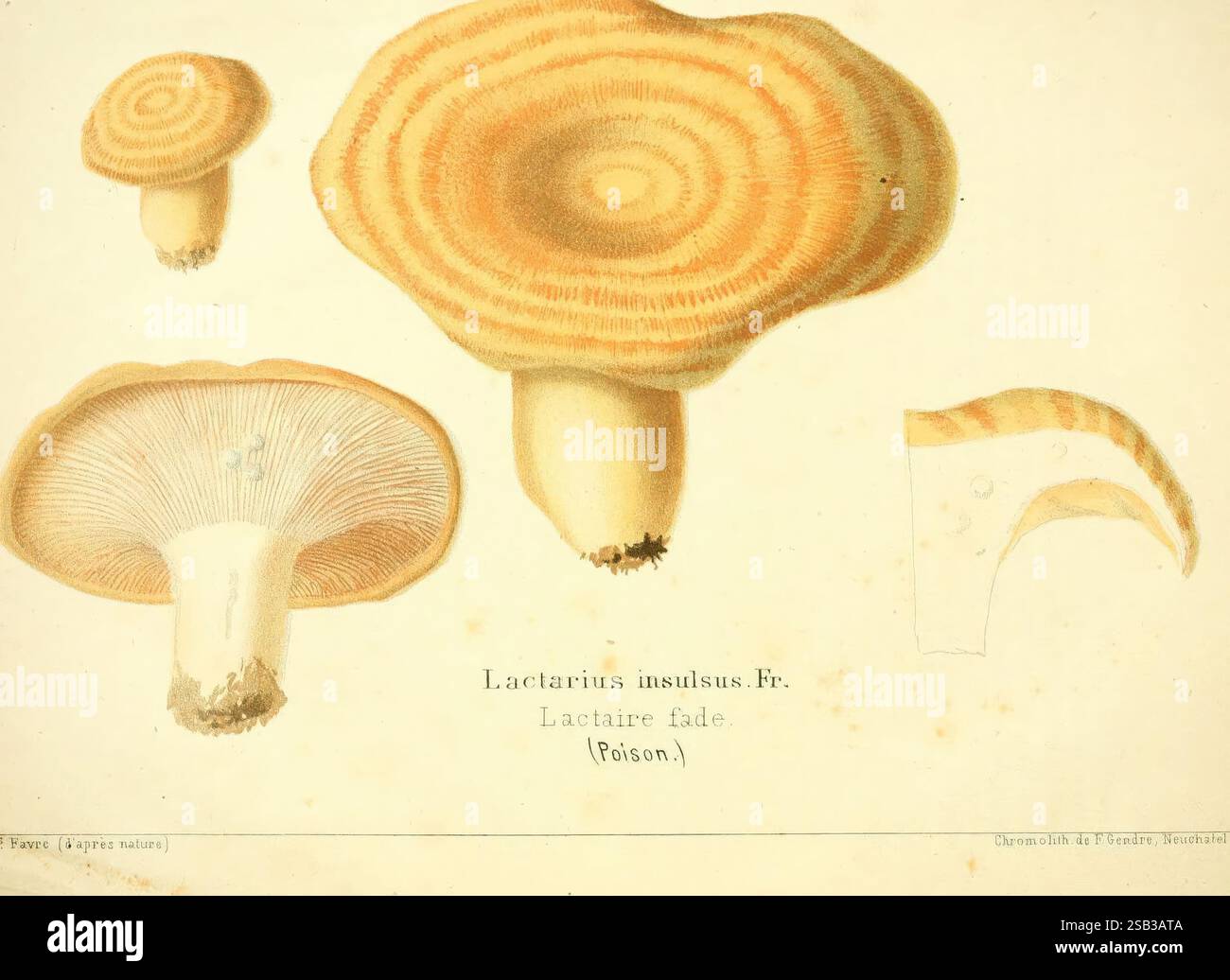 Les Champignons comestibles du Canton de Neuchâtel Atel Neuchâtel ...