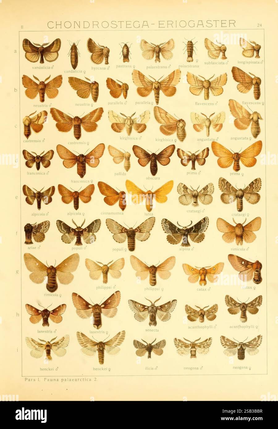 Die, Gross-Schmetterlinge, der, Erde, Stuttgart, Alfred, Kernen, 1909 ...