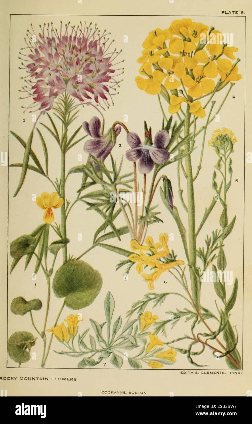 3 cleome serrulata rocky mountain bienenpflanze -Fotos und ...