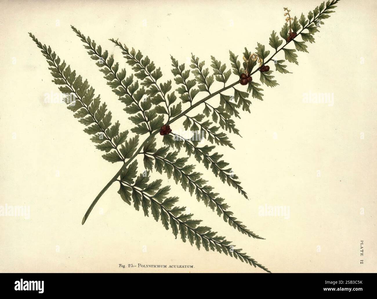 Album of Indian Farns London, W. Day, 1887. Botanik, indien, Bildwerke ...