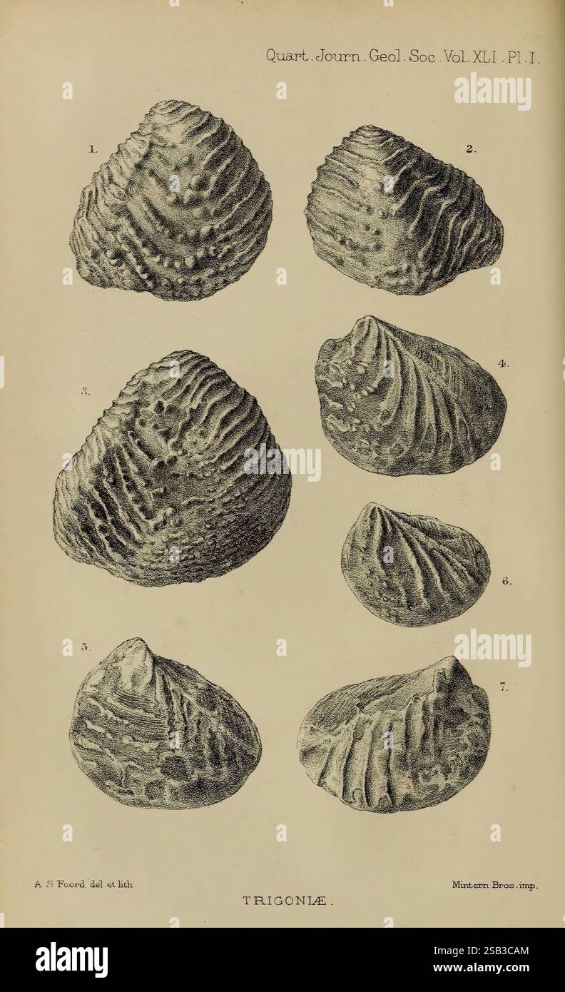 Sieben verschiedene muschelexemplare -Fotos und -Bildmaterial in hoher ...