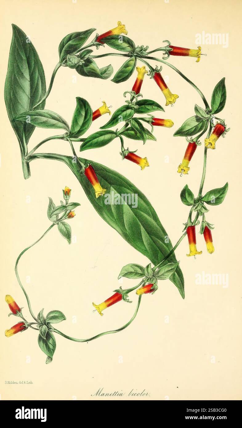 Manettia luteber -Fotos und -Bildmaterial in hoher Auflösung – Alamy