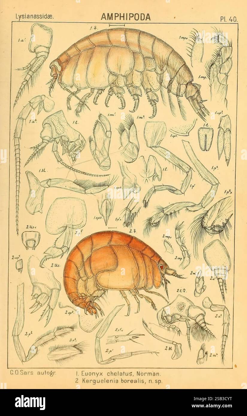 Ein Bericht über die Crustacea von Norwegen, Christiania, A ...