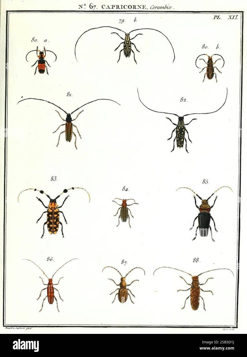 Entomologie ou Histoire naturelle des Insectes, Paris, Imp. Baudouin ...