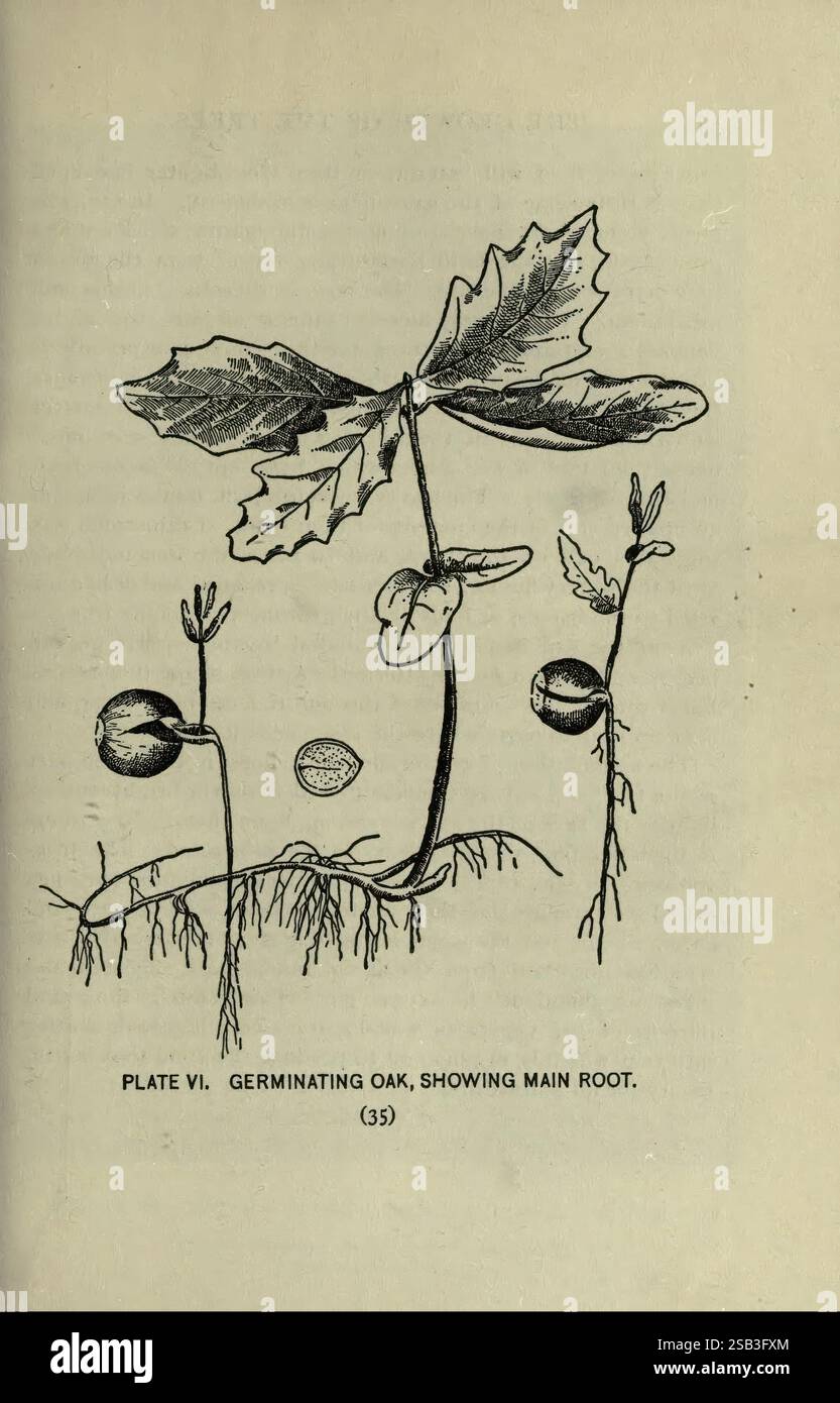 Ein Guide zu den Bäumen, New York, F.A. Stokes [c1900], Trees, USA ...
