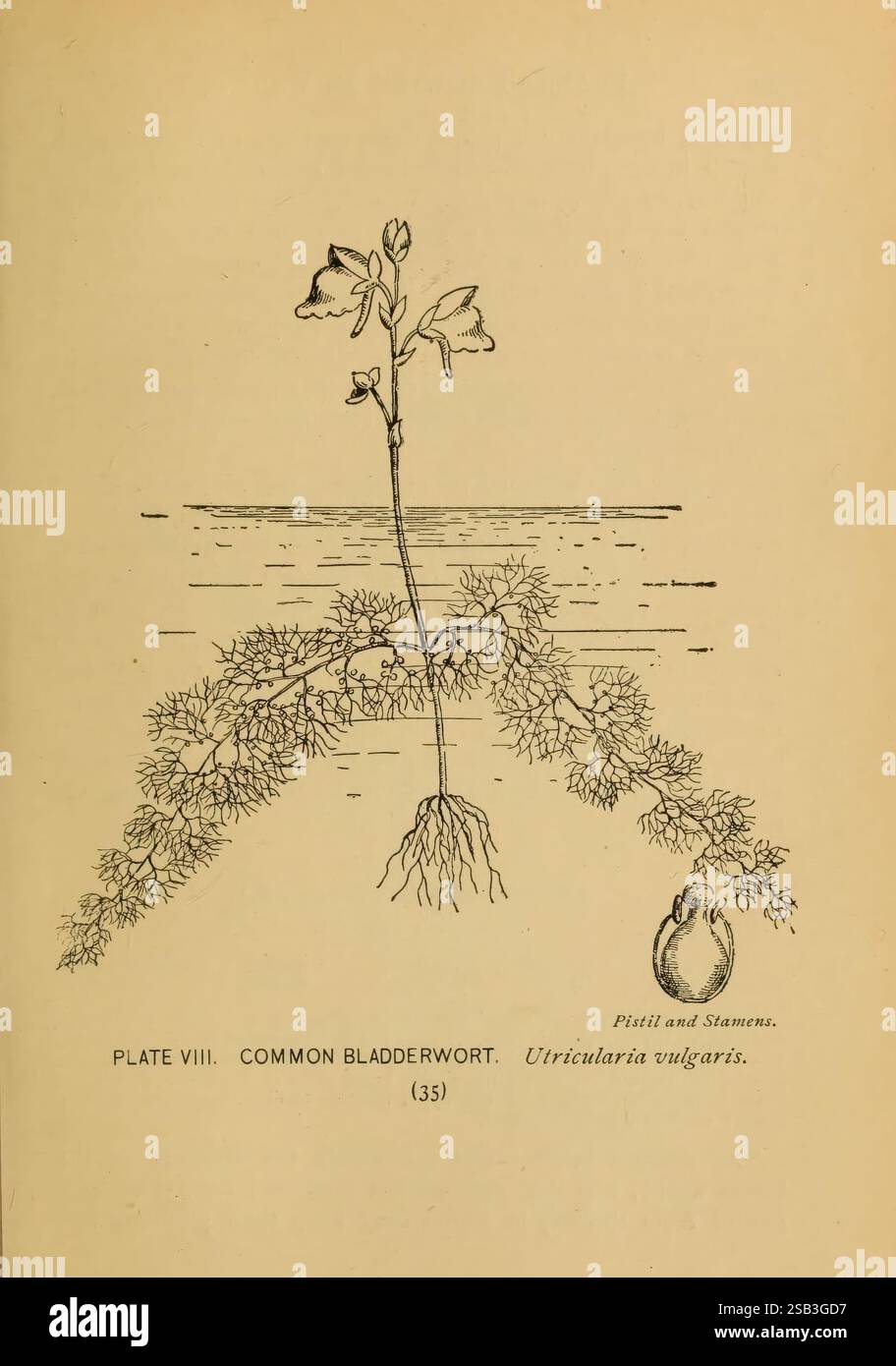 A Guide to the Wild Flowers New York, 1899 United States Wildflowers ...