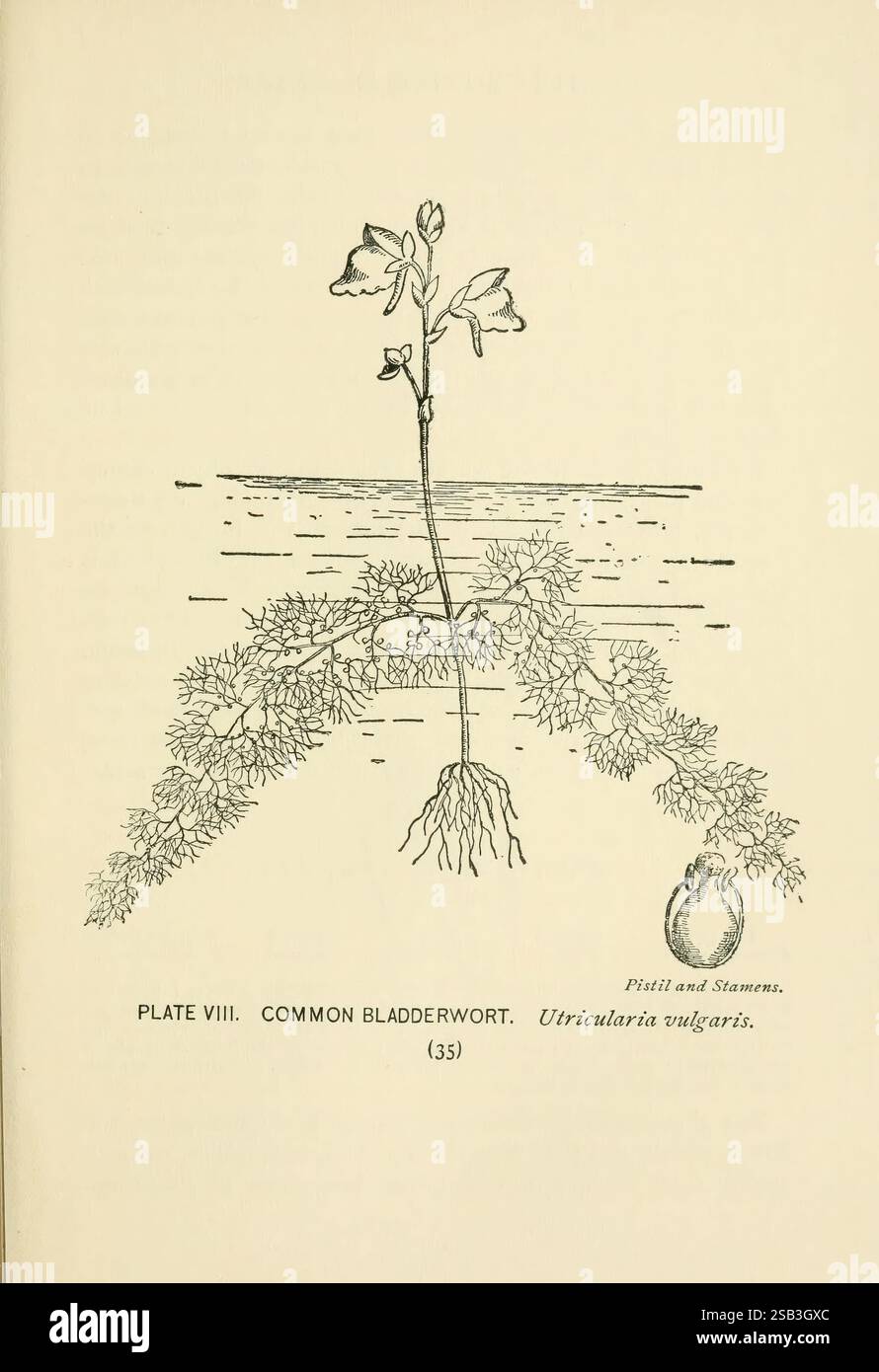 Ein Guide zu den wilden Blumen, New York, Stokes 1899, nordoststaaten ...