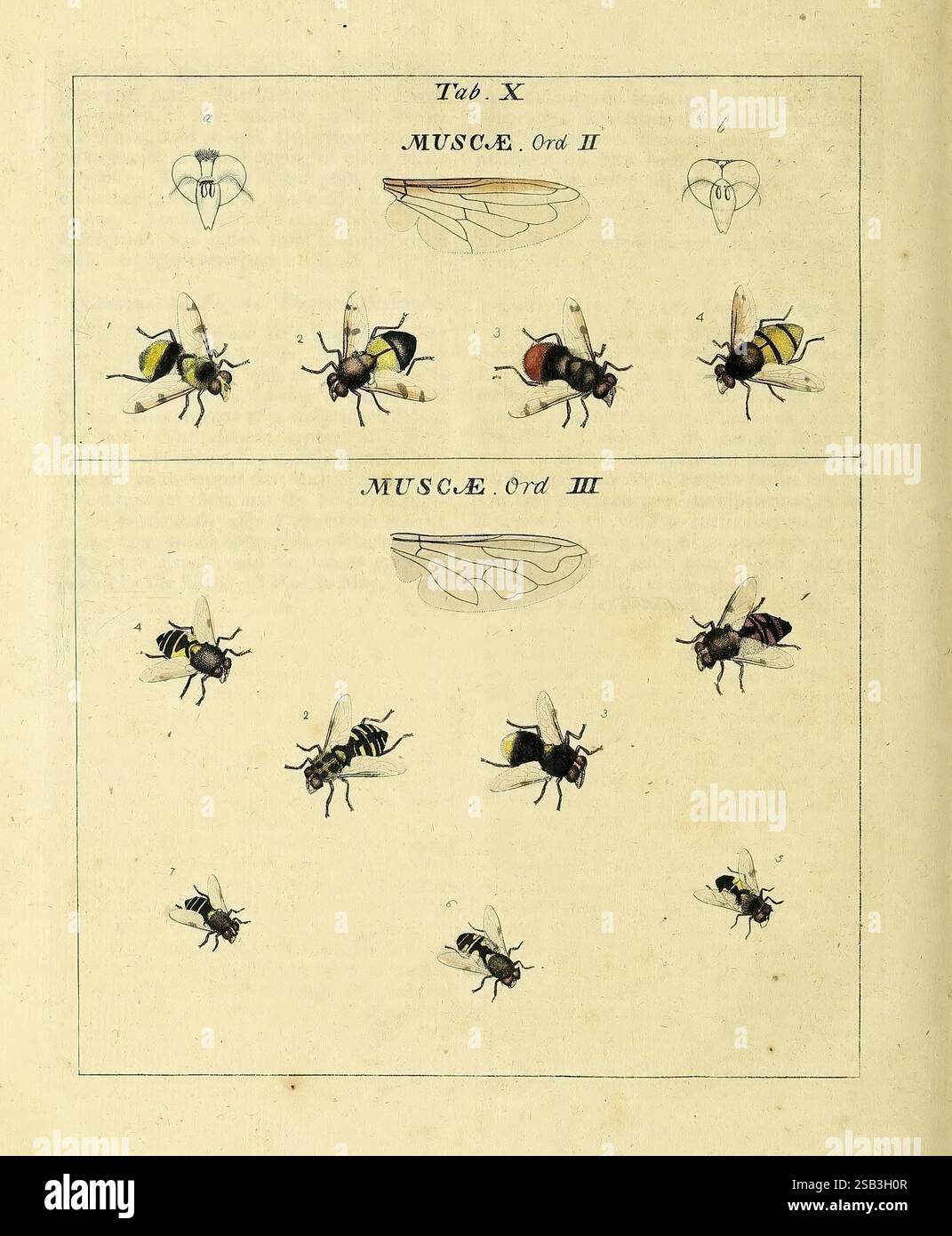 Exposition des insectes que se trouvent en Angleterre, Londres, B ...