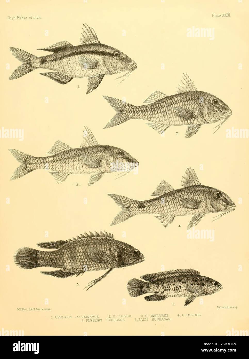 Die Fische Indiens, [1875]-1878. Indien, Birma, Indischer Ozean, Sri ...
