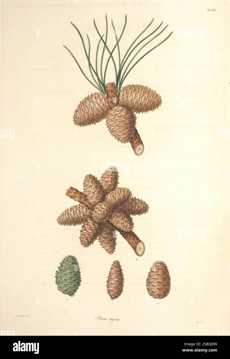 Eine Beschreibung der Gattung Pinus London J. White 1803-1824 Pinaceae Pinus rigida, die ...