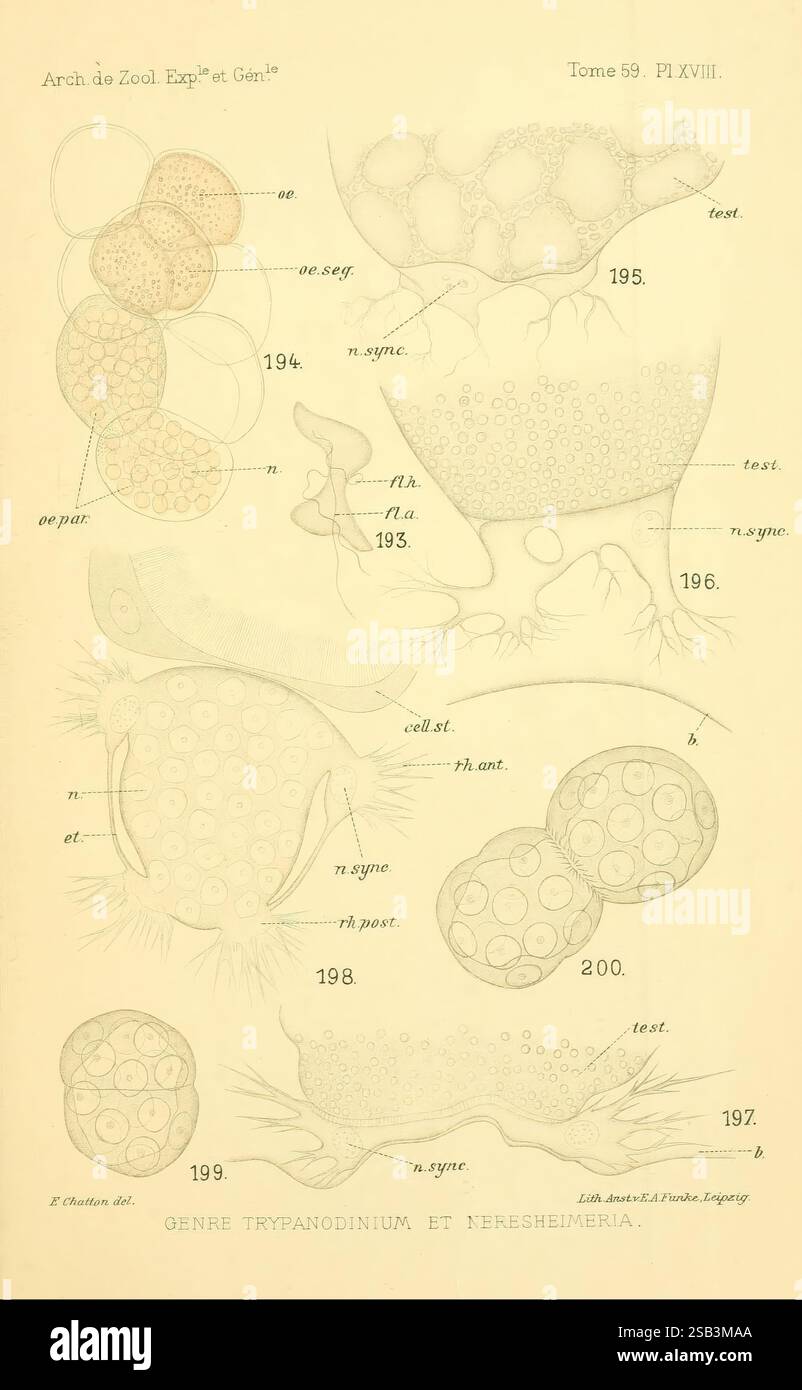 Archives de zoologie expérimentale et générale, Paris, Centre national ...