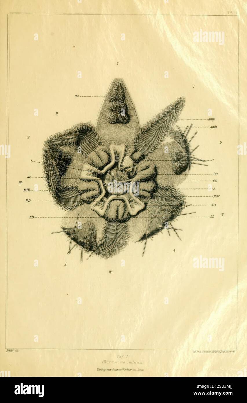 Physiologie des seesterns -Fotos und -Bildmaterial in hoher Auflösung ...