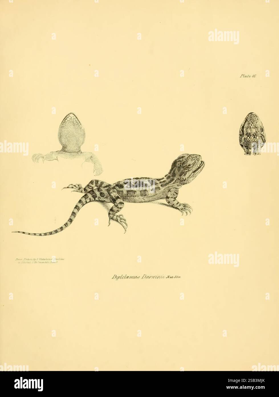 Diploglossus darwinii -Fotos und -Bildmaterial in hoher Auflösung – Alamy