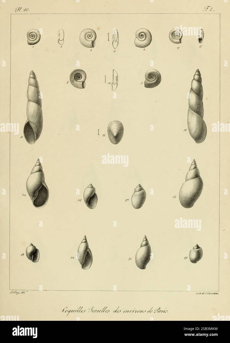 Beschreibung des coquilles fossiles des environs de Paris, Paris, L ...