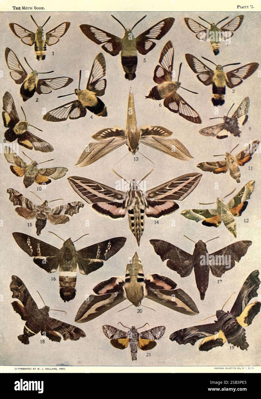 Sphinx celeriolineata hyles -Fotos und -Bildmaterial in hoher Auflösung ...